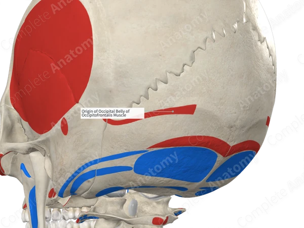 Origin of Occipital Belly of Occipitofrontalis Muscle | Complete Anatomy