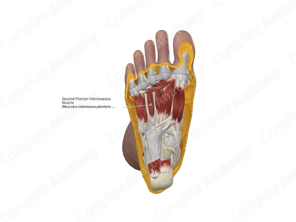 Second Plantar Interosseous Muscle | Complete Anatomy