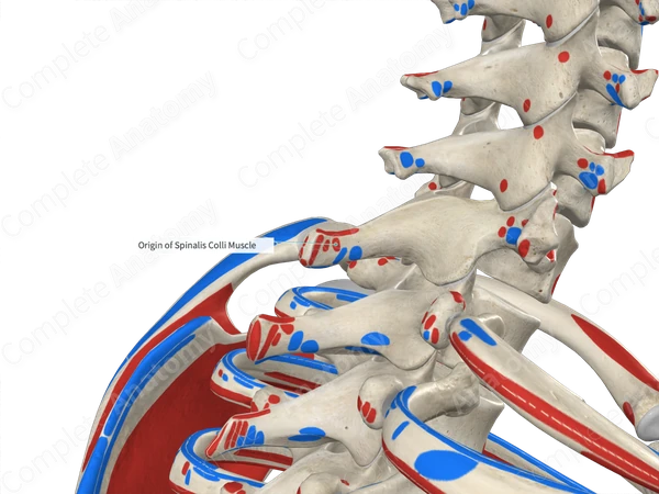 Origin of Spinalis Colli Muscle | Complete Anatomy