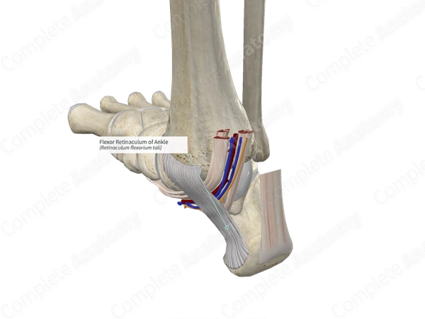 Retinaculum Flexorum