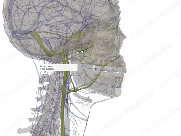 Buccal Vein (Left) | Complete Anatomy