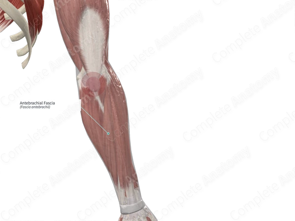Antebrachial Fascia | Complete Anatomy