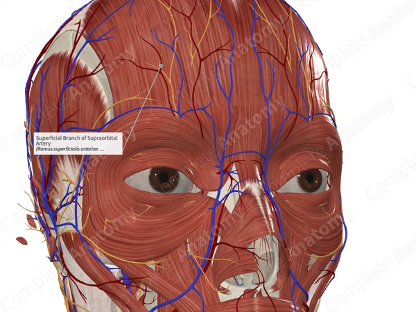 Superficial Branch of Supraorbital Artery | Complete Anatomy