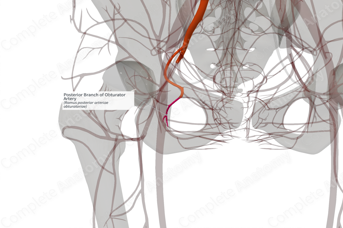 Posterior Branch of Obturator Artery (Right) | Complete Anatomy
