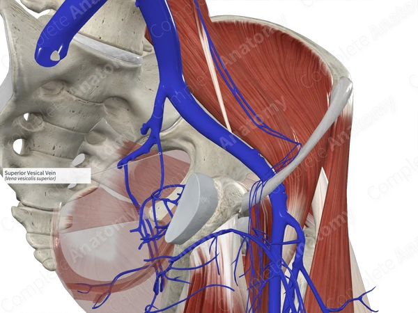Superior Vesical Vein | Complete Anatomy