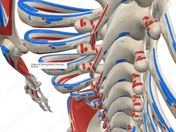 Origin of Semispinalis Thoracis Muscle | Complete Anatomy