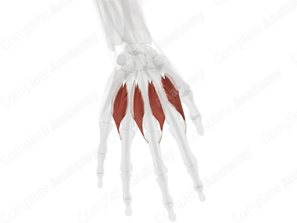 Dorsal Interossei Muscles of Hand (Left) | Complete Anatomy