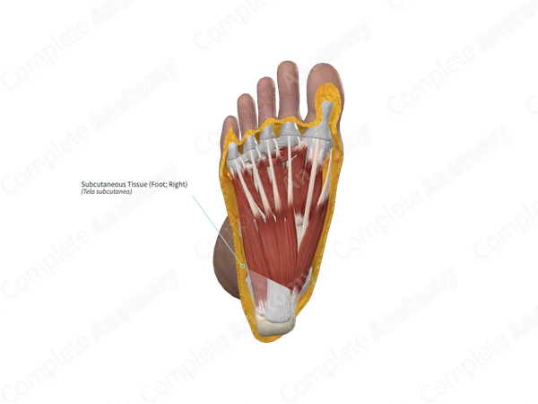 Subcutaneous Tissue (Foot; Left) | Complete Anatomy
