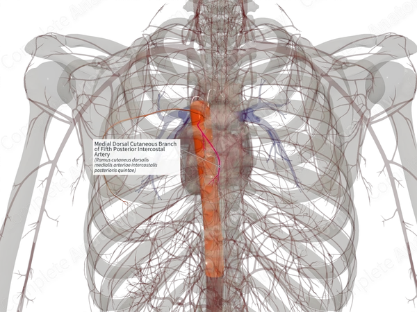 Medial Dorsal Cutaneous Branch of Fifth Posterior Intercostal Artery ...