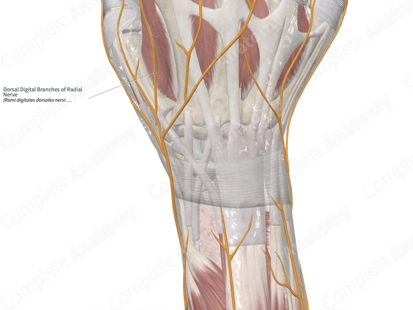 Radial Digital Nerve Modified First Dorsal Metacarpal Artery Island