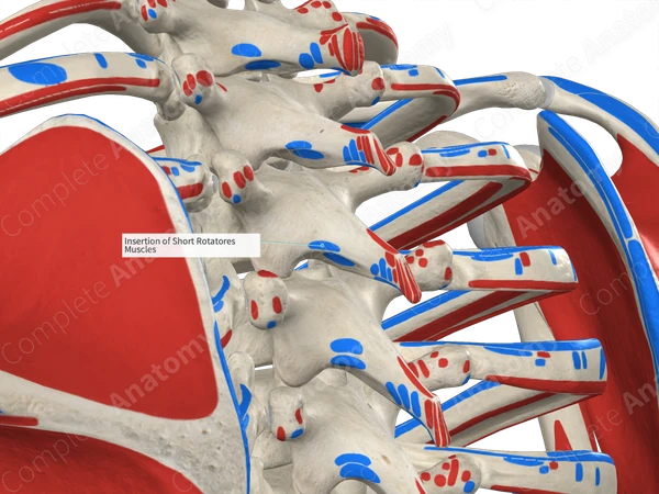 Insertion of Short Rotatores Muscles | Complete Anatomy