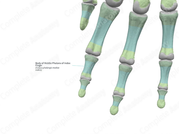 Body of Middle Phalanx of Index Finger | Complete Anatomy