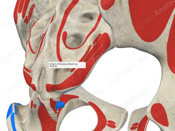 Origin of Gluteus Maximus Muscle | Complete Anatomy