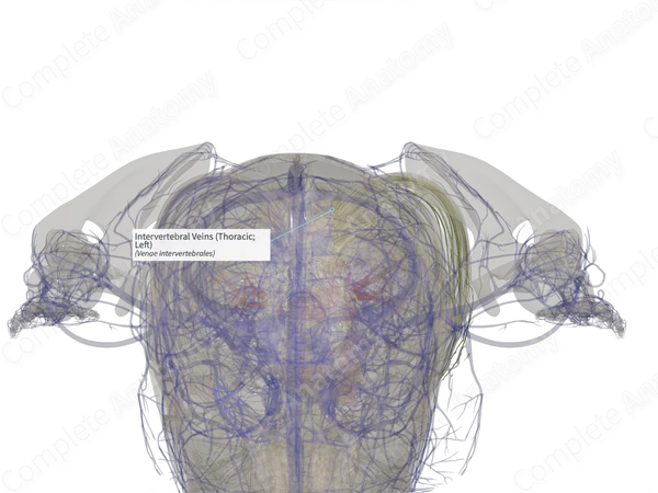 Intervertebral Veins (Thoracic; Left) | Complete Anatomy