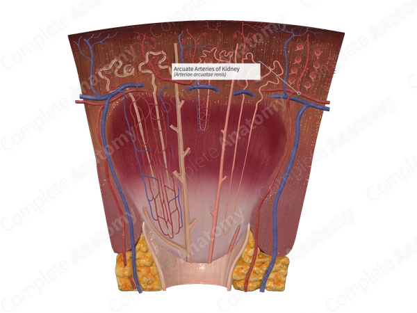 Arcuate Arteries of Kidney | Complete Anatomy