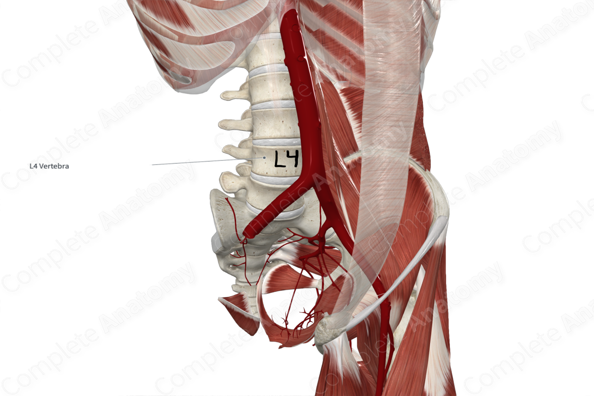 Fourth Lumbar Vertebra Complete Anatomy