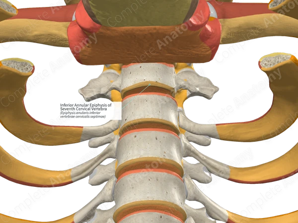 Inferior Annular Epiphysis of Seventh Cervical Vertebra | Complete Anatomy