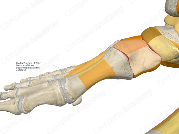 Medial Surface of Third Metatarsal Bone | Complete Anatomy