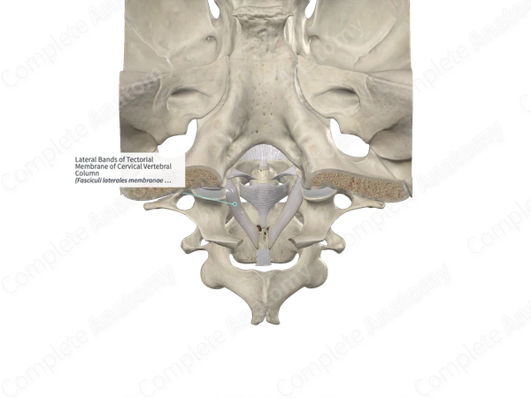 Lateral Bands of Tectorial Membrane of Cervical Vertebral Column ...