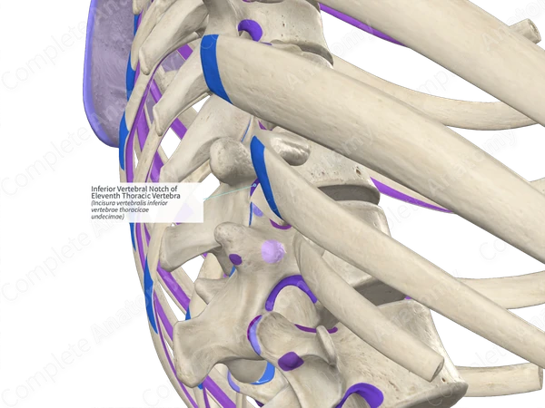 Inferior Vertebral Notch of Eleventh Thoracic Vertebra (Left ...