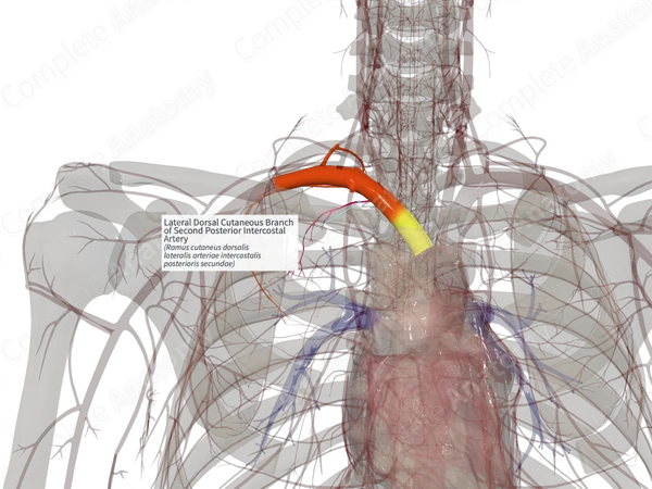 Lateral Dorsal Cutaneous Branch of Second Posterior Intercostal Artery ...