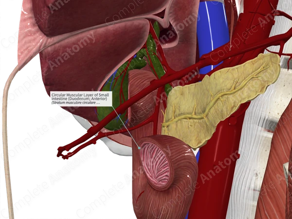 Circular Muscular Layer of Small intestine (Duodenum; Anterior ...
