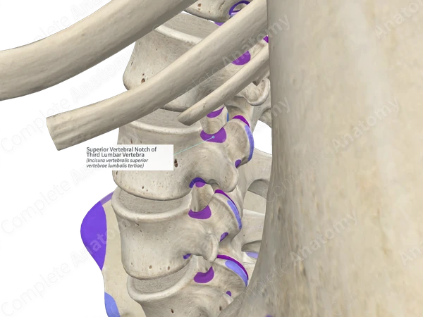 Superior Vertebral Notch of Third Lumbar Vertebra (Left) | Complete Anatomy