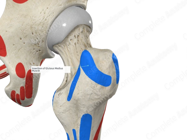 Insertion of Gluteus Medius Muscle | Complete Anatomy