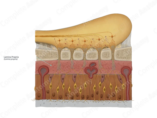 Lamina Propria | Complete Anatomy