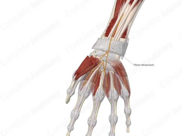 Palmar Carpal Ligament | Complete Anatomy
