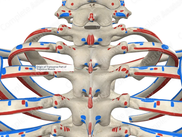 Origin of Transverse Part of Trapezius Muscle | Complete Anatomy