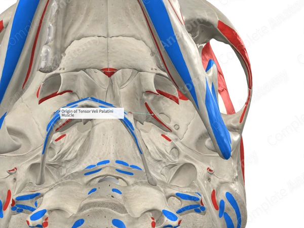 Origin of Tensor Veli Palatini Muscle | Complete Anatomy
