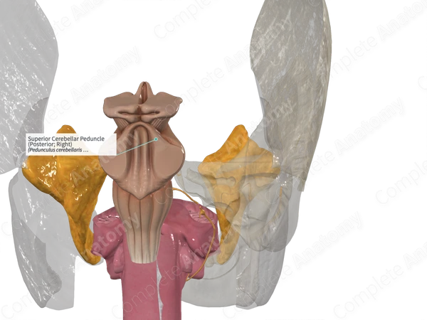 Superior Cerebellar Peduncle (Posterior; Right) | Complete Anatomy