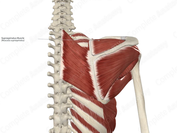 Supraspinatus Muscle | Complete Anatomy