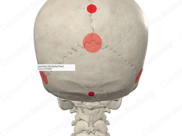 Lambda (Occipital Part) | Complete Anatomy