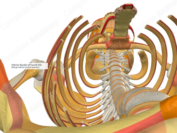 Inferior Border of Fourth Rib | Complete Anatomy