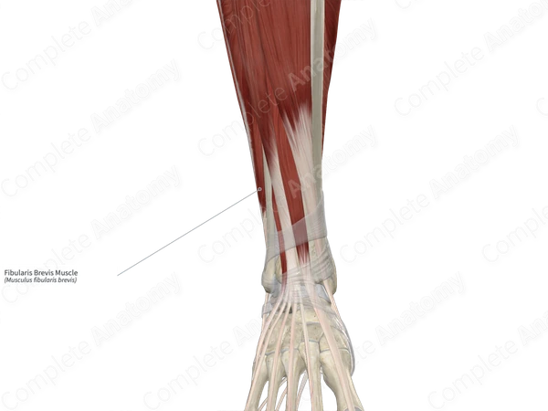 Fibularis Brevis Muscle | Complete Anatomy