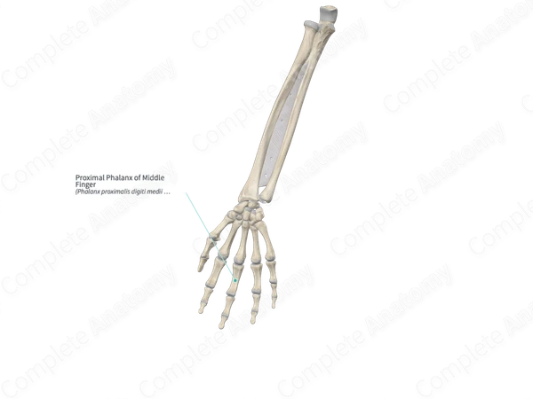 Proximal Phalanx of Middle Finger | Complete Anatomy
