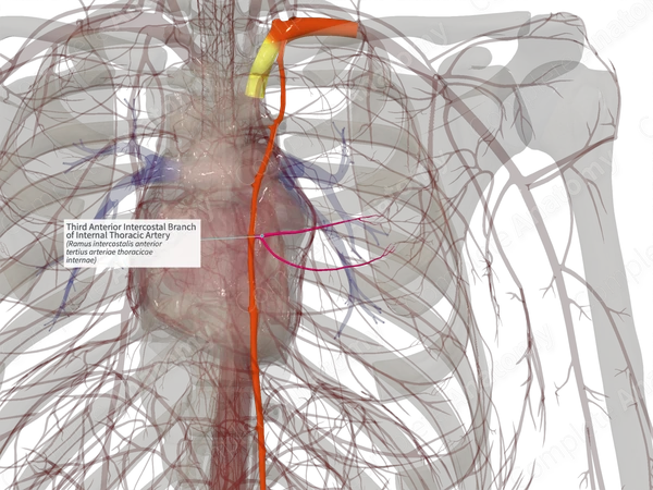 Third Anterior Intercostal Branch of Internal Thoracic Artery (Right ...