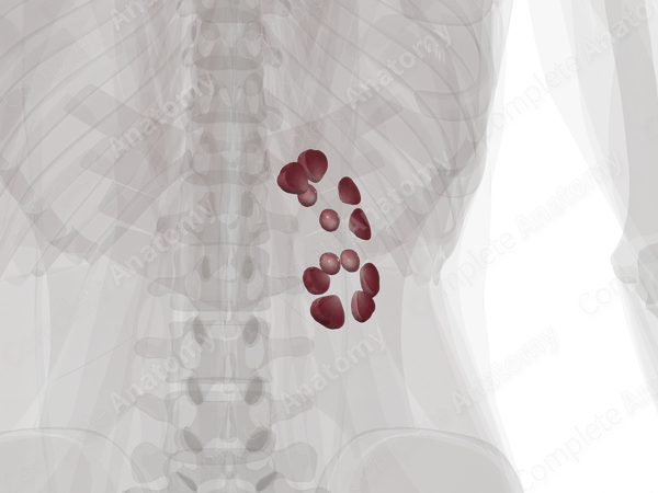 Renal Medulla (Posterior Part; Left) | Complete Anatomy