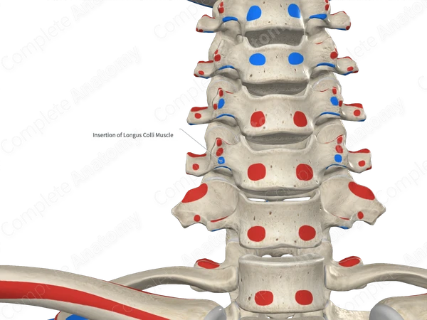 Insertion of Longus Colli Muscle | Complete Anatomy