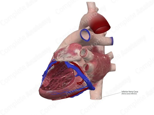Inferior Vena Cava Cardiovascular Anatomyzone Inferior Vena Cava