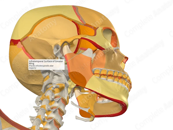 Infratemporal Surface of Greater Wing (Right) | Complete Anatomy