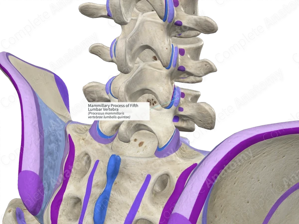 Mammillary Process of Fifth Lumbar Vertebra (Right) | Complete Anatomy