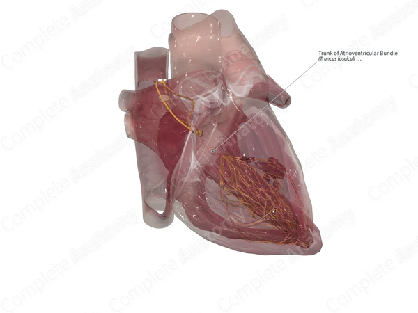 Trunk of Atrioventricular Bundle | Complete Anatomy