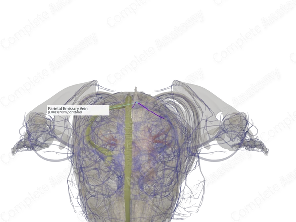 Parietal Emissary Vein (Right) | Complete Anatomy