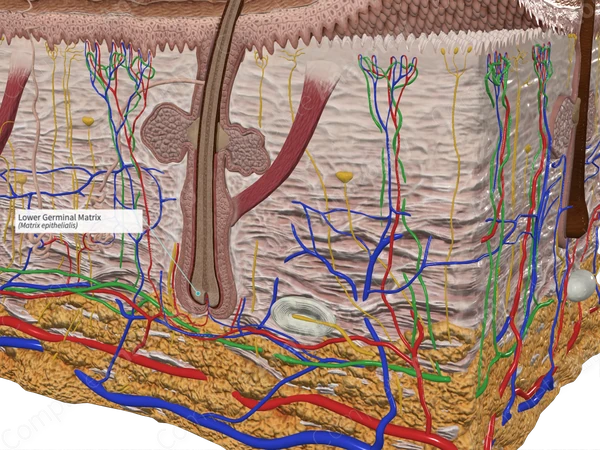 Lower Germinal Matrix | Complete Anatomy