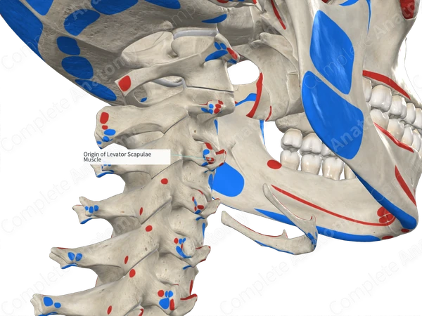 Origin of Levator Scapulae Muscle | Complete Anatomy