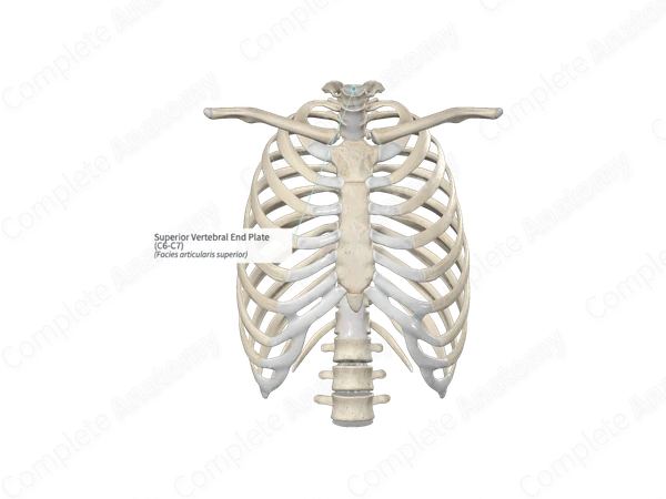 Superior Vertebral End Plate (C6-C7) | Complete Anatomy