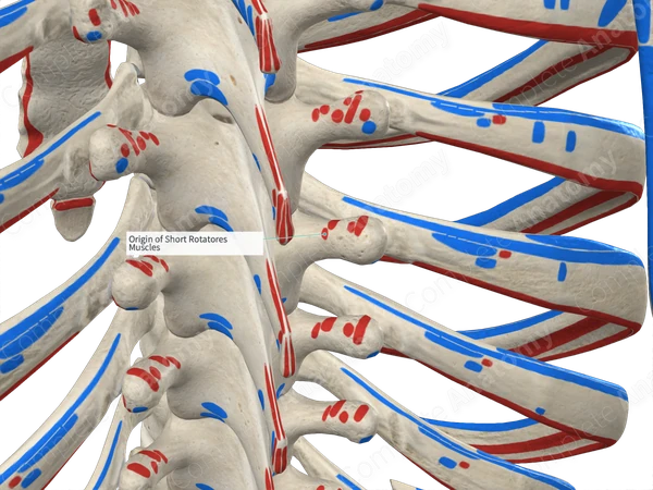 Origin of Short Rotatores Muscles | Complete Anatomy